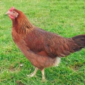 Hybrids – AK Poultry